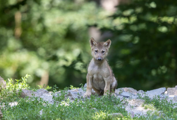 Wolf Cub Pictures | Download Free Images on Unsplash