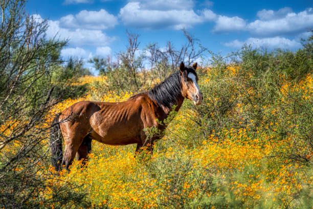 30,000+ Mare Pictures | Download Free Images on Unsplash