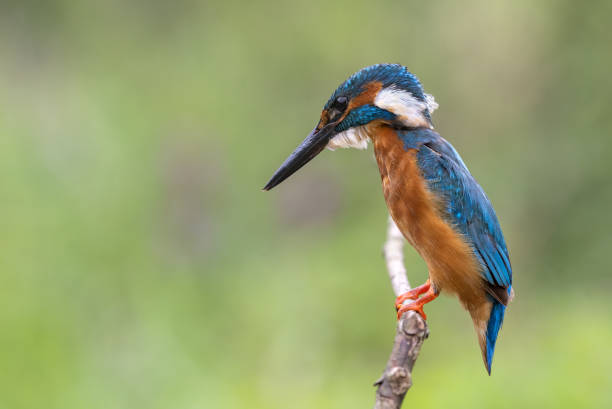 Fisch Pictures | Download Free Images on Unsplash