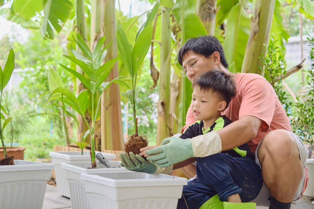 430+ Baby Coconut Tree Stock Photos, Pictures & Royalty-Free Images ... 430+ Baby Coconut Tree Stock Photos, Pictures & Royalty-Free Images ...