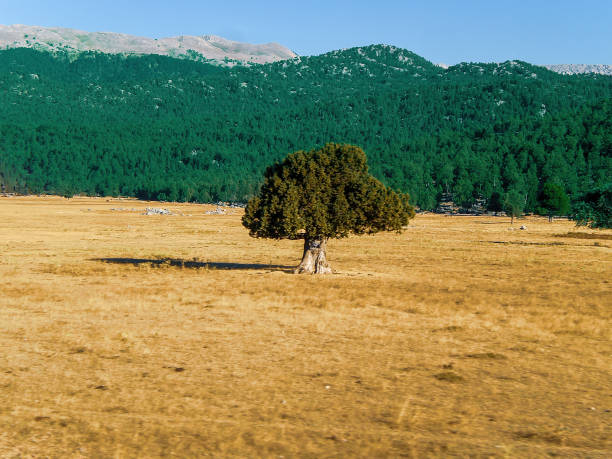 Free picture: pasture, rural, sky, travel, tree, crop, cropland, farm ...