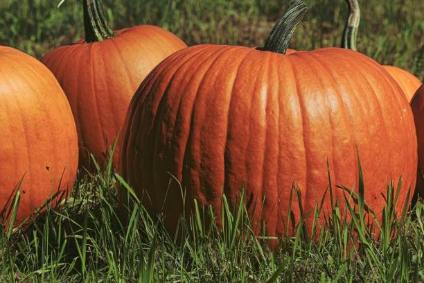 Free Stock Photo of A close up of a pumpkin | Download Free Images and ...