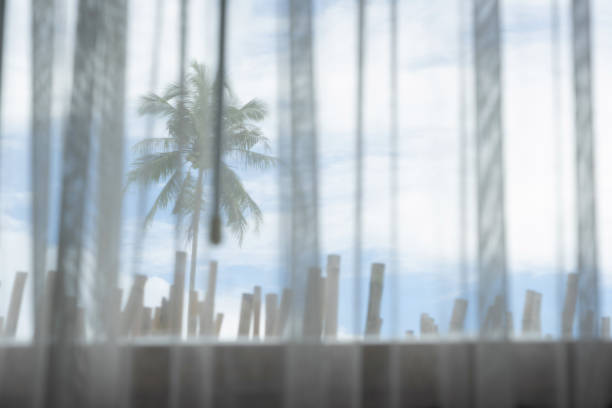 Free Stock Photo of Palm Tree Through Window | Download Free Images and ...