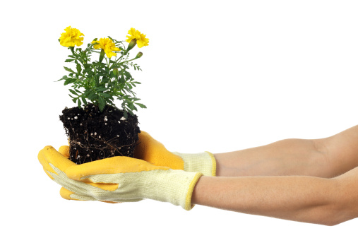 Gardener 가진 여자 새싹 아이리스입니다 Pots 흰색 바탕에 흰색 배경 원예 장갑에 대한 스톡 사진 및 기타 이미지