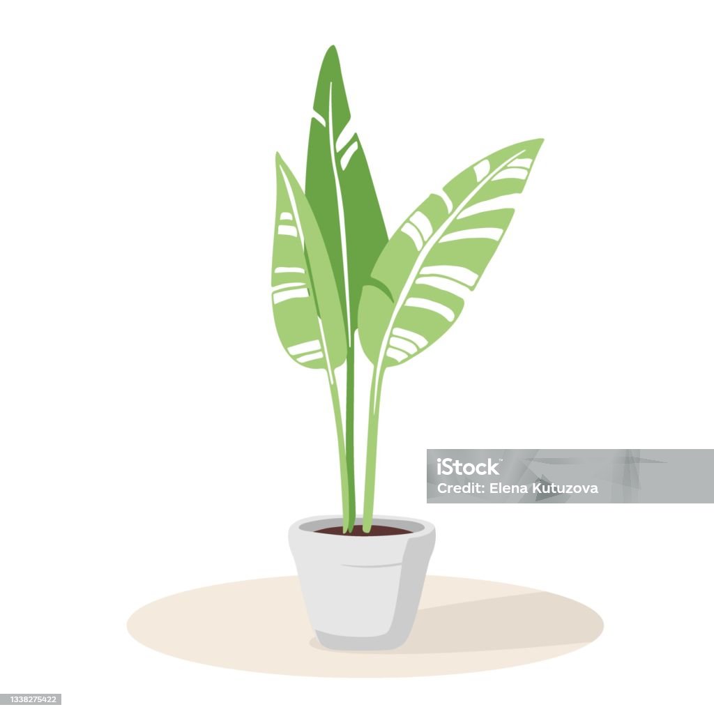 House Plant In Ceramic Pot Abstract Tropical Plant With Large Leaves