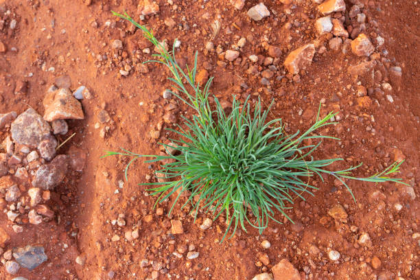 Red Soil Pictures | Download Free Images on Unsplash