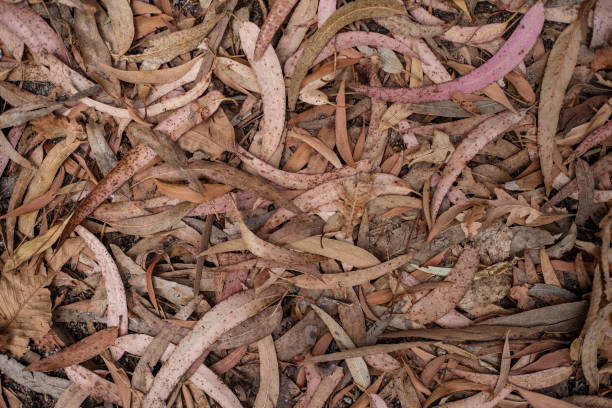 Gum Leaves Pictures | Download Free Images on Unsplash