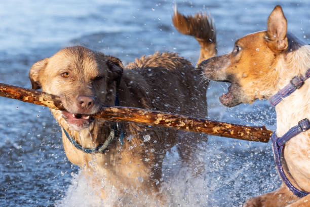 Free Stock Photo of Two Dogs Playing in Water With Stick | Download ...