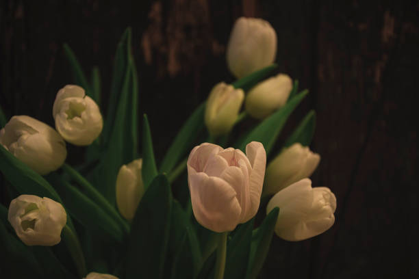 Free Stock Photo of Single tulip against a dark background | Download ...