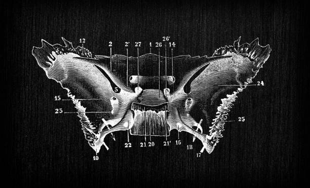 Sphenoid Bone Illustrations Royalty Free Vector Graphics And Clip Art