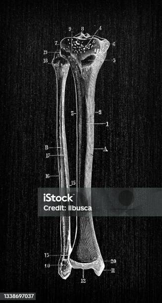 Illustration Antique Des Os De Lanatomie Du Corps Humain Tibia Et
