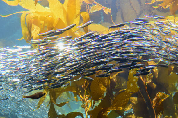 Sardine Pictures | Download Free Images on Unsplash