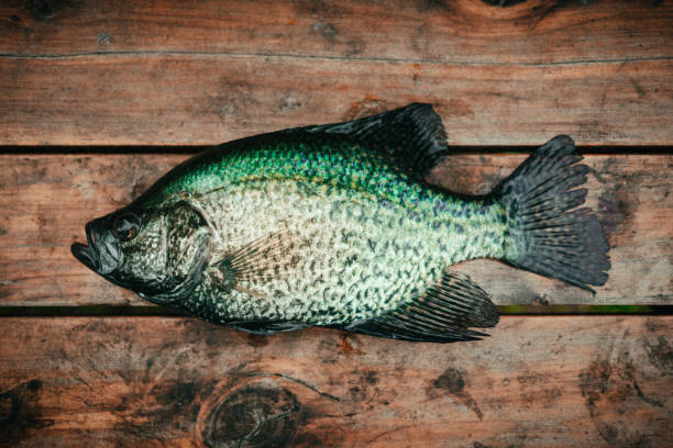 Free picture: black, crappie, fish