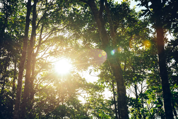 Free Stock Photo of Bright sunlight through trees creating lens flare ...
