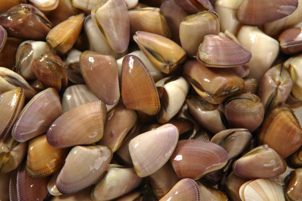 Clam Pictures | Download Free Images on Unsplash