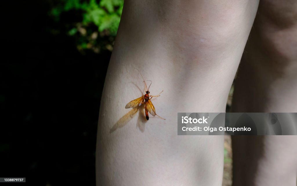 A Large Mosquito Is Sitting On The Girls Leg Culex Modestus Is One Of The Most Common Types Of