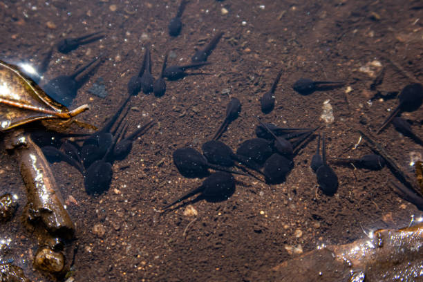 Tadpole Pictures | Download Free Images on Unsplash