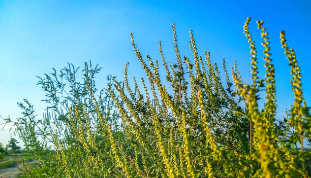 30,000+ Pollen Pictures | Download Free Images on Unsplash