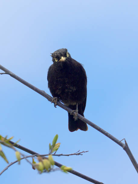 Angry Bird Pictures | Download Free Images on Unsplash
