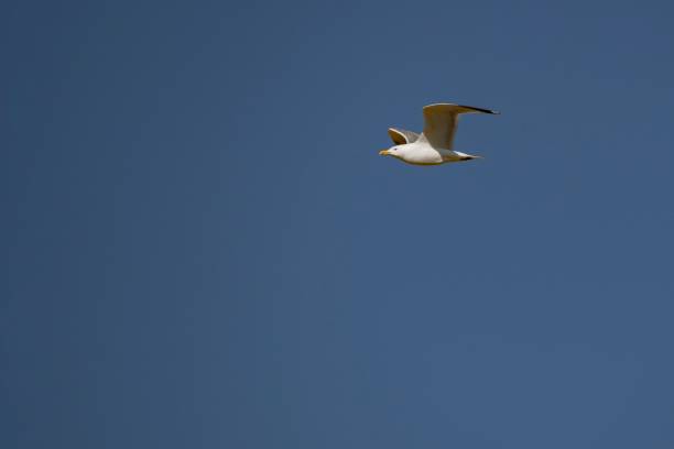 Volar Pictures | Download Free Images on Unsplash
