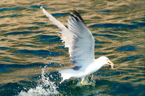 Volar Pictures | Download Free Images on Unsplash
