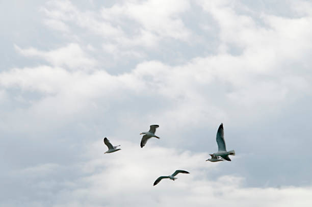 Volar Pictures | Download Free Images on Unsplash