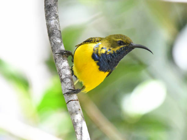 Sunbird Pictures | Download Free Images on Unsplash