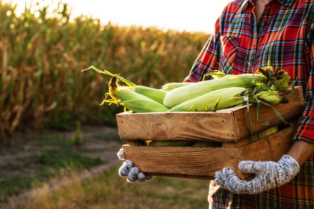 Farm Worker Pictures | Download Free Images on Unsplash