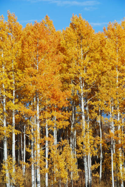 1000+ Aspen Tree Pictures | Download Free Images on Unsplash