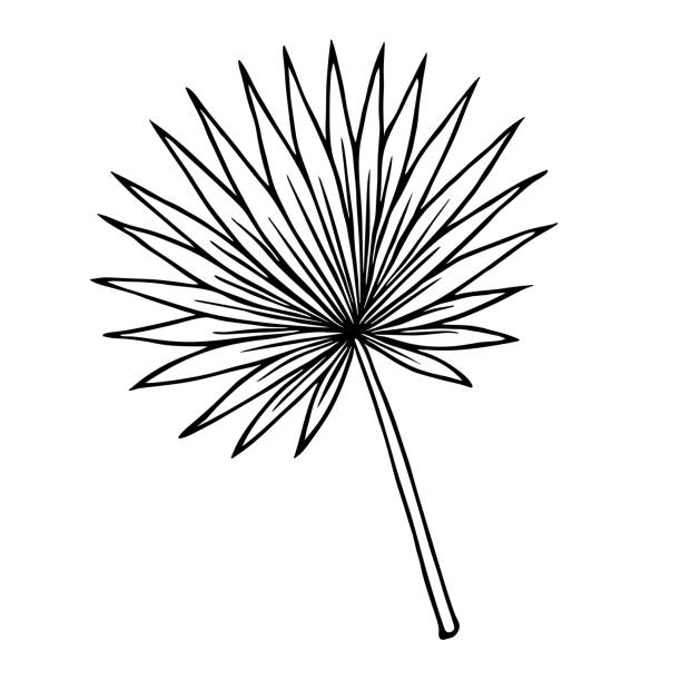 70+ Sabal Palm Tree Stock Illustrations, Royalty-Free Vector Graphics ... 70+ Sabal Palm Tree Stock Illustrations, Royalty-Free Vector Graphics ...