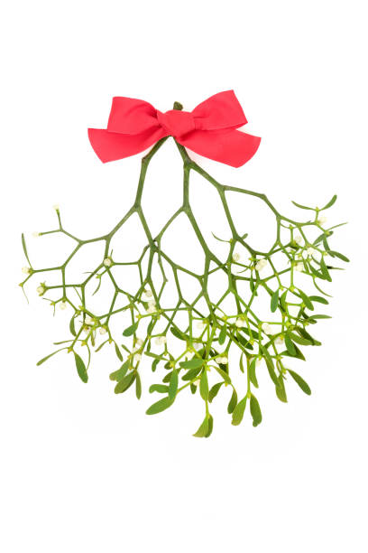 Cartoon Mistletoe Hanging