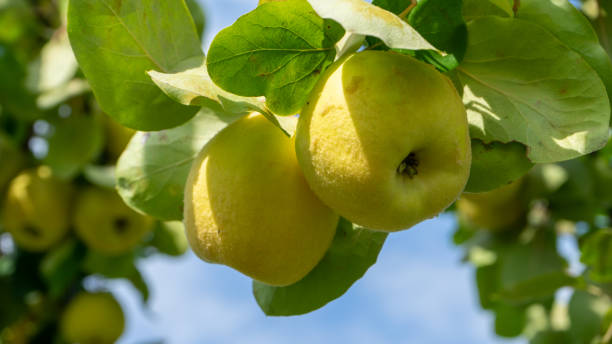 Free picture: Close-up of ripe quince fruit in organic orchard