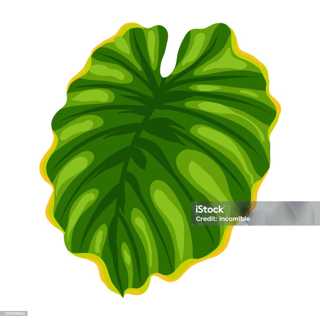 Ilustrasi Daun Palem Gambar Dekoratif Dedaunan Tropis Dan Tanaman