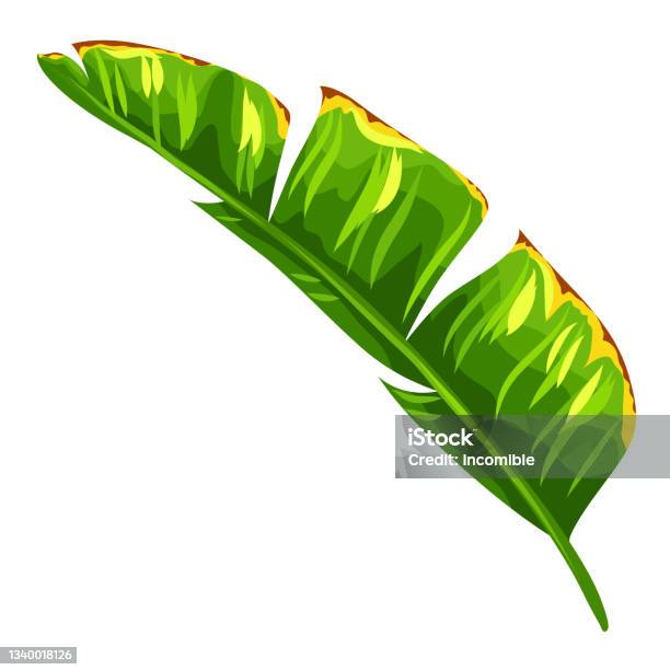 Ilustrasi Daun Pisang Gambar Dekoratif Dedaunan Tropis Dan Tanaman