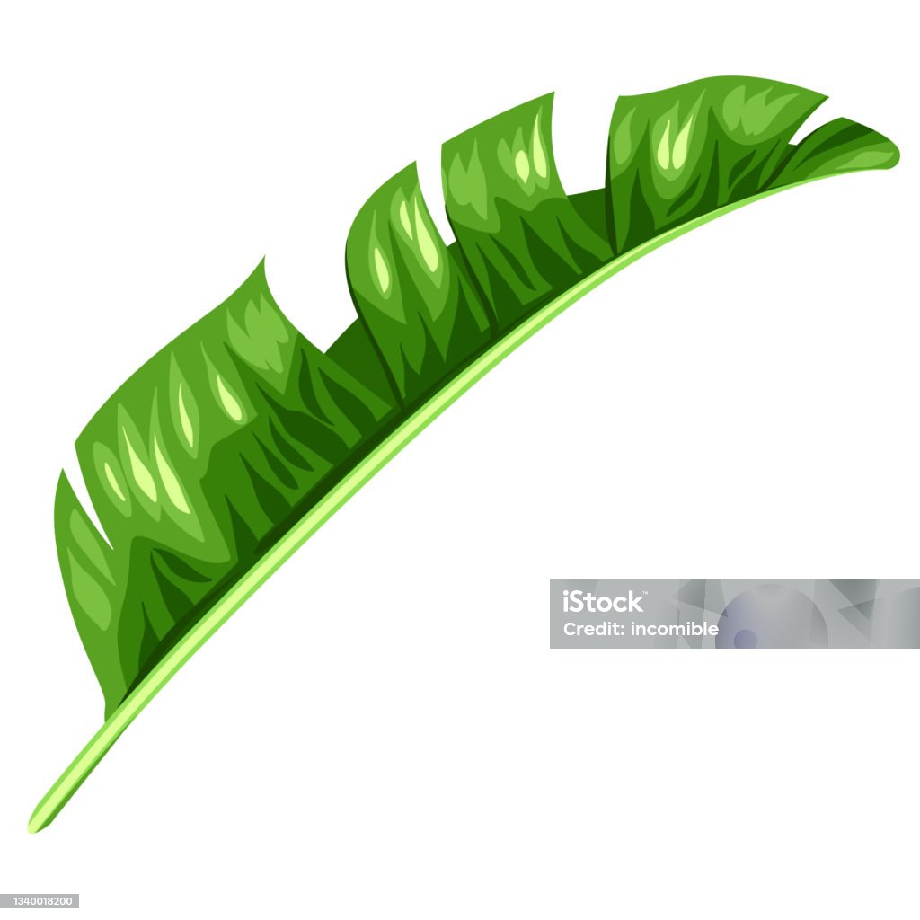Ilustrasi Daun Pisang Gambar Dekoratif Dedaunan Tropis Dan Tanaman