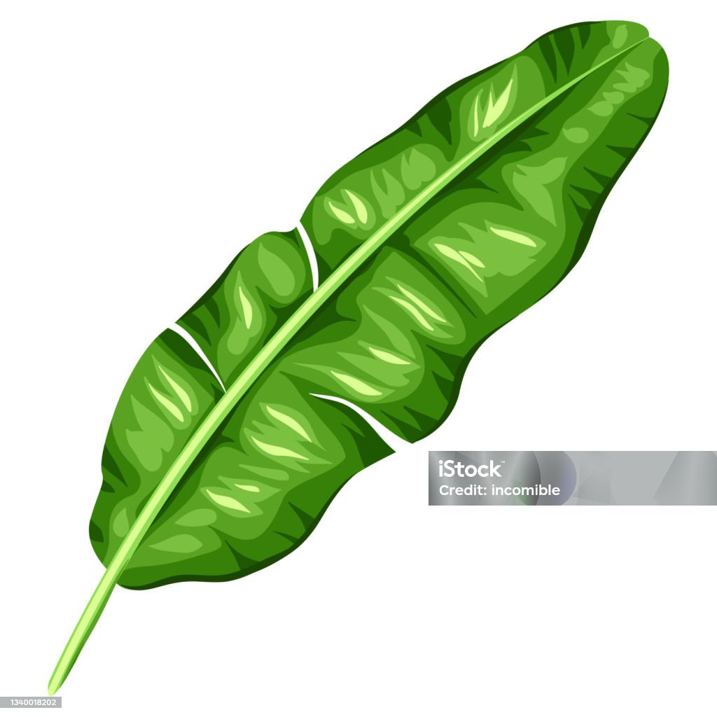 Ilustrasi Daun Pisang Gambar Dekoratif Dedaunan Tropis Dan Tanaman