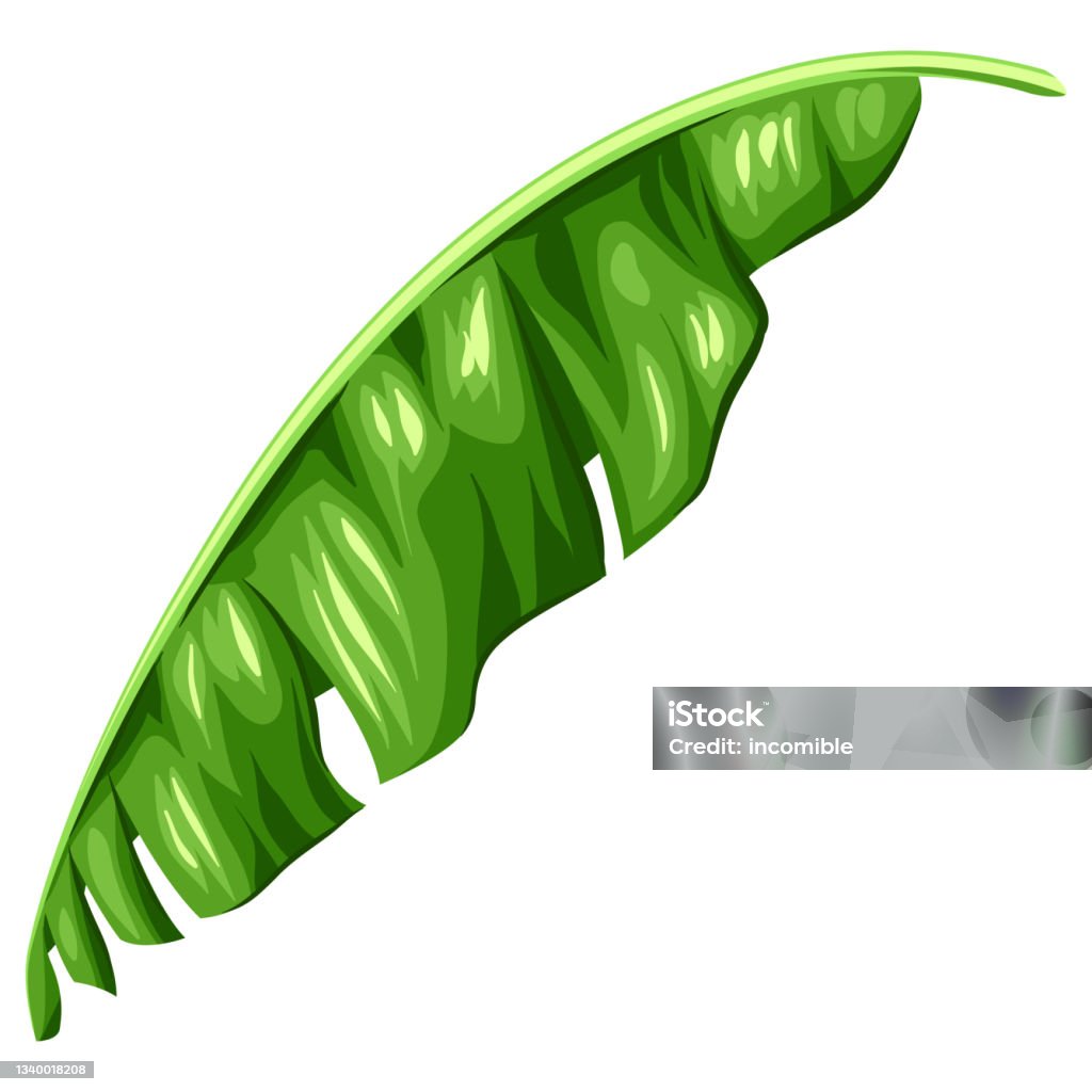 Ilustrasi Daun Pisang Gambar Dekoratif Dedaunan Tropis Dan Tanaman
