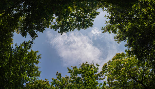 Free Stock Photo of Sky View Through Trees | Download Free Images and ...