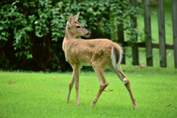 White Tailed Deer Pictures | Download Free Images on Unsplash
