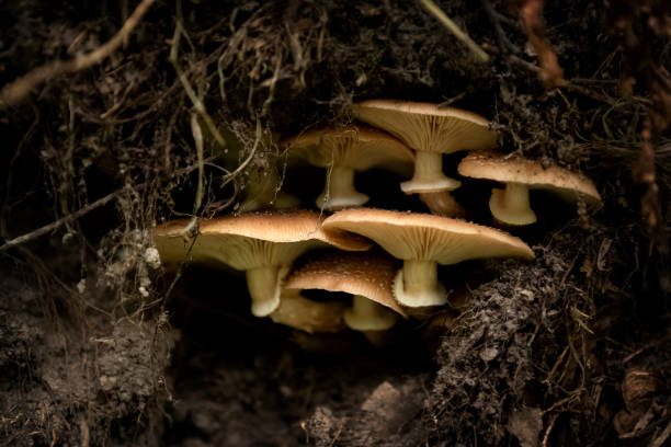 'Tree root mushroom' on skitterphoto
