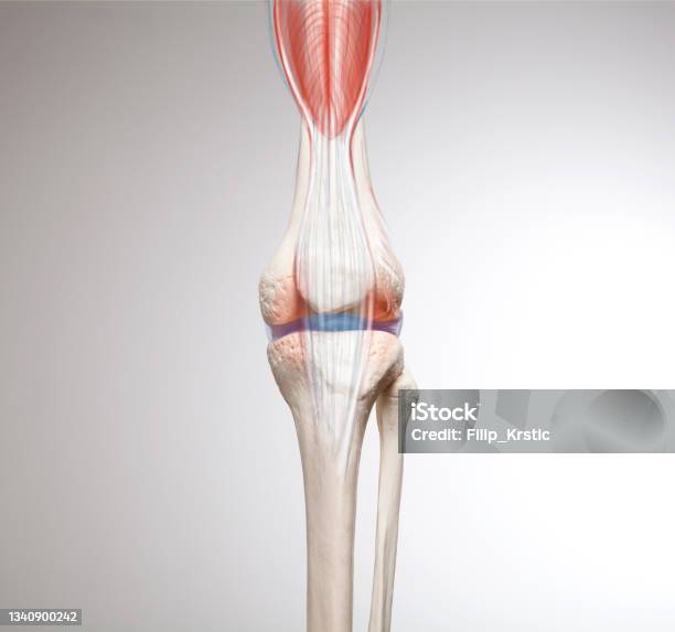 Photo Libre De Droit De Douleur Osseuse Et Musculaire Du Genou