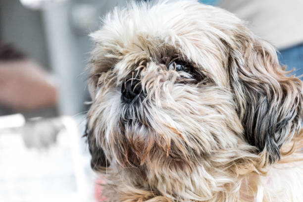 550+ Shih Tzu Pictures | Download Free Images on Unsplash