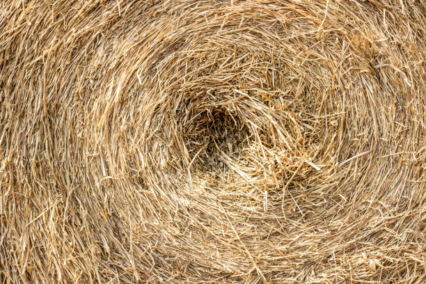 Best 500+ Straw Pictures [HD] | Download Free Images on Unsplash