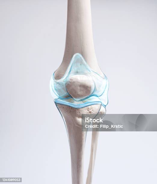 Photo Libre De Droit De Douleur Osseuse Et Musculaire Du Genou