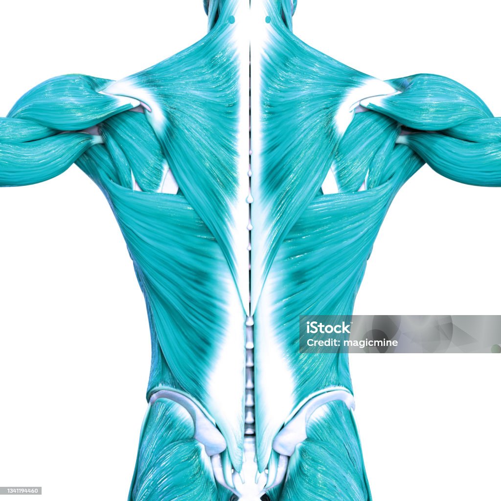 Foto De Anatomia Dos Músculos Do Sistema Muscular Humano E Mais Fotos