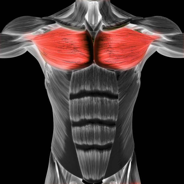 3D Illustration Concept of Human Muscular System Torso Muscles Pectoral ...