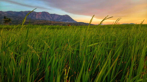 Timor Leste Pictures | Download Free Images on Unsplash