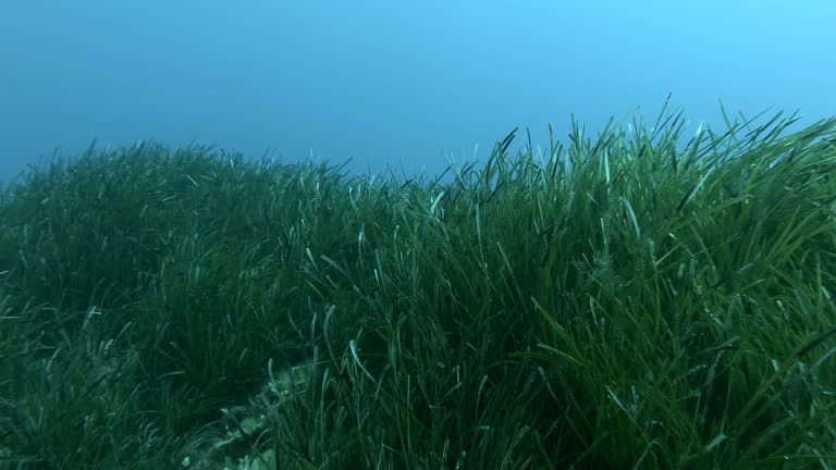 Free Sewan Grass Stock Video Footage 54105 Free Downloads