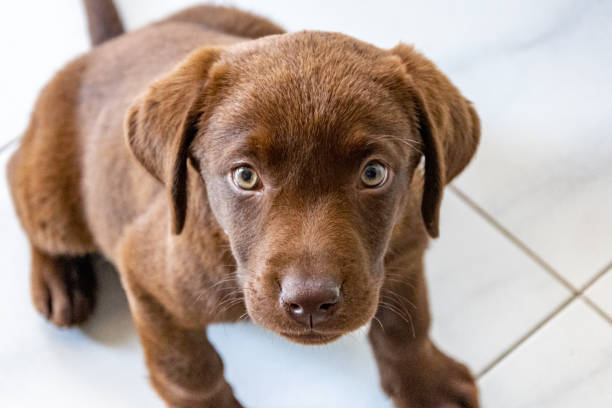 30k+ Chocolate Labrador Pictures | Download Free Images on Unsplash