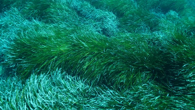 Free Sea Lyme Grass Stock Video Footage 230226 Free Downloads